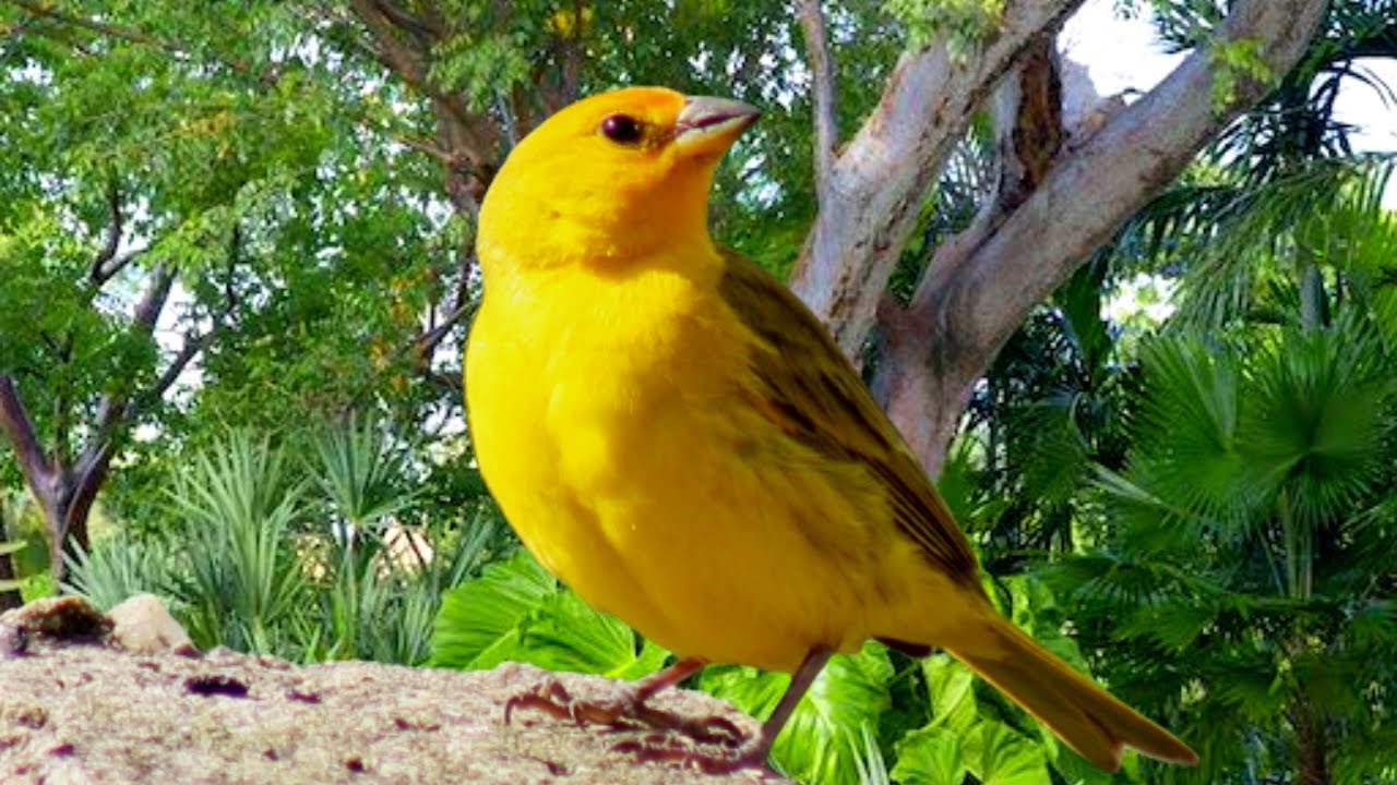 CANTO DO CANARINHO UMA MARAVILHA DA NATUREZA ♫ CANTOS DE CANÁRIOS ...