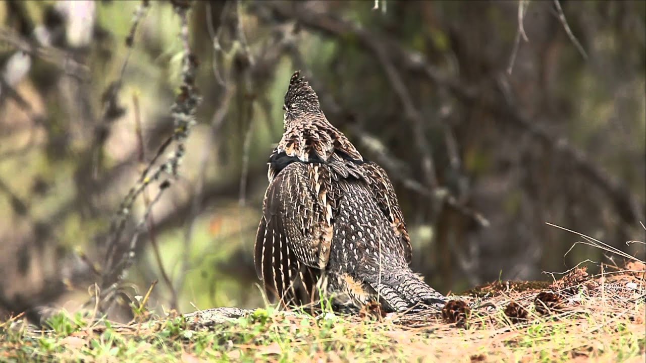 Ruffed Grouse Drumming - YouTube
