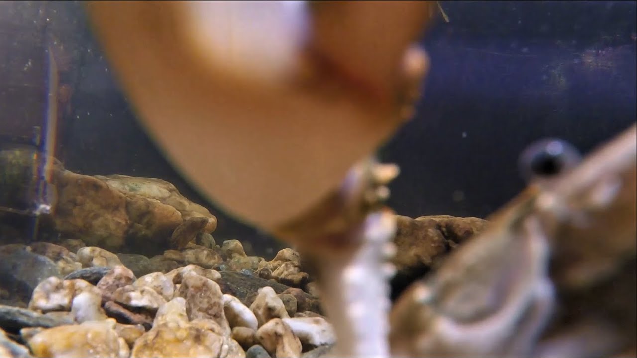 My Experience Keeping Crayfish In An Aquarium - YouTube