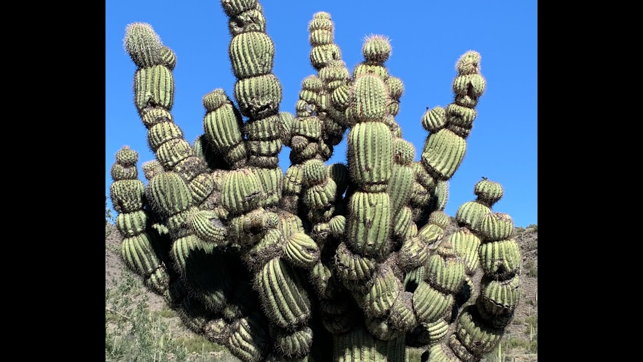 Segmented Saguaro Cactus - Arizona - YouTube
