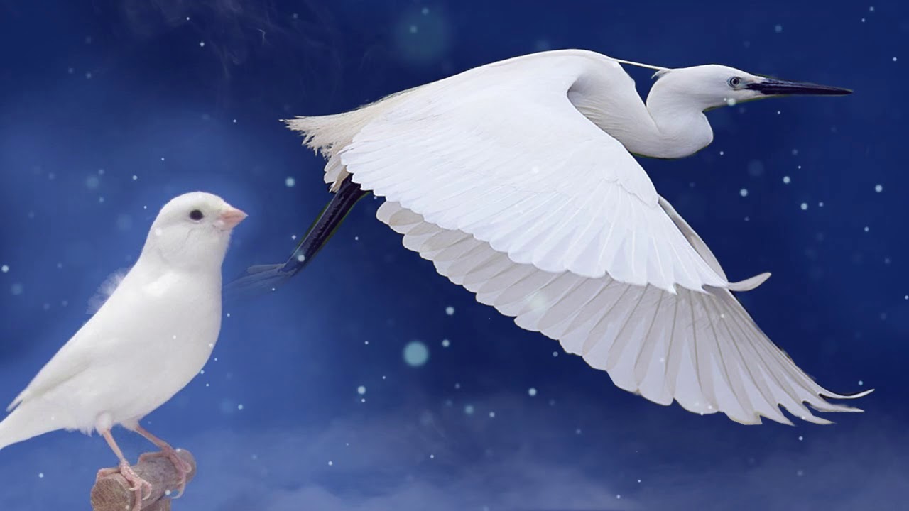 30/365 conte africain : le canari merveilleux - YouTube