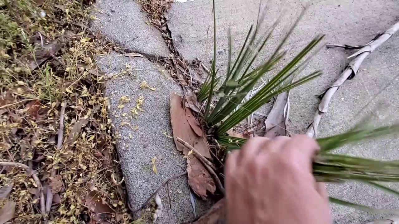Sabal Palmetto seedlings - YouTube