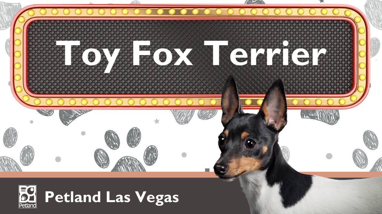 Raise the Ruff with Toy Fox Terrier Fun Facts - YouTube