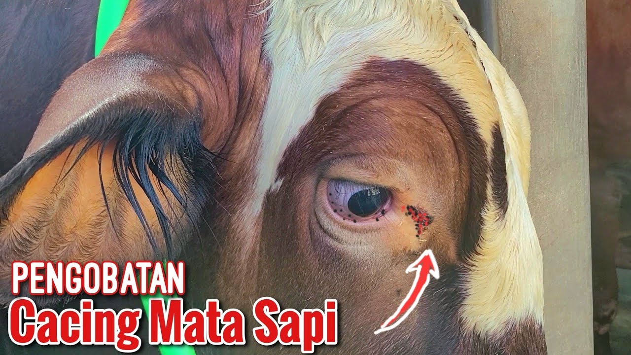 Gejala Dan Tanda Sapi Terkena CANCING MATA Dan Cara Pengobatanya ...