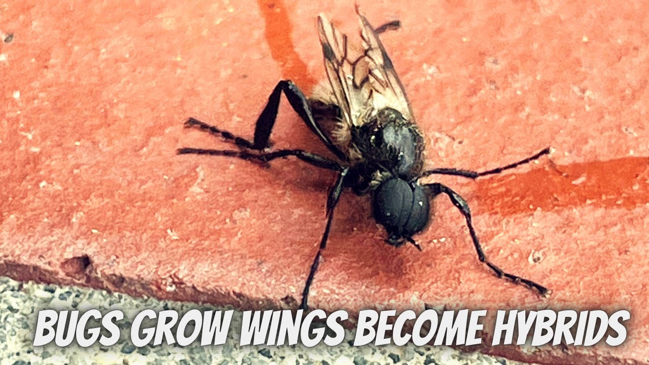 Bugs Grow Wings Become Hybrids - YouTube
