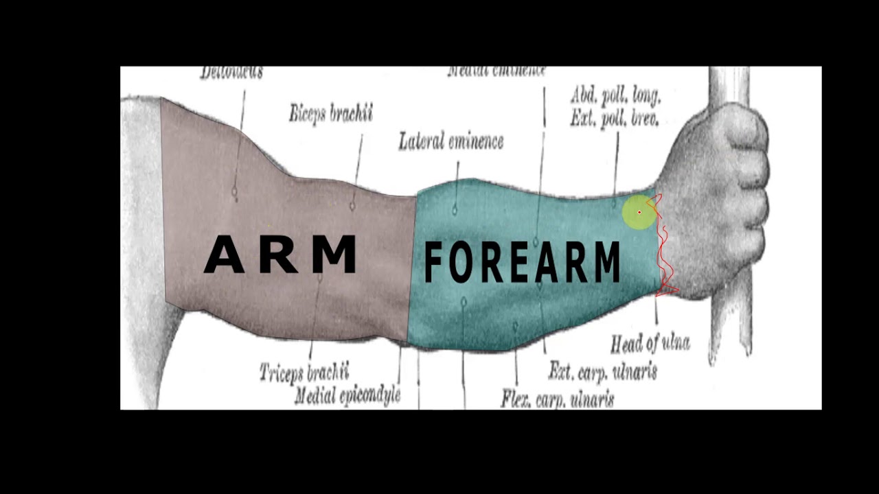 AF SOMALI UPPER LIMB ANATOMY PART 1 BONES - YouTube