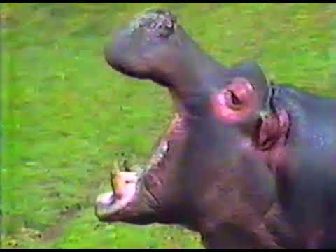 Oakland Zoo Commercial Funny Talking Animals - YouTube