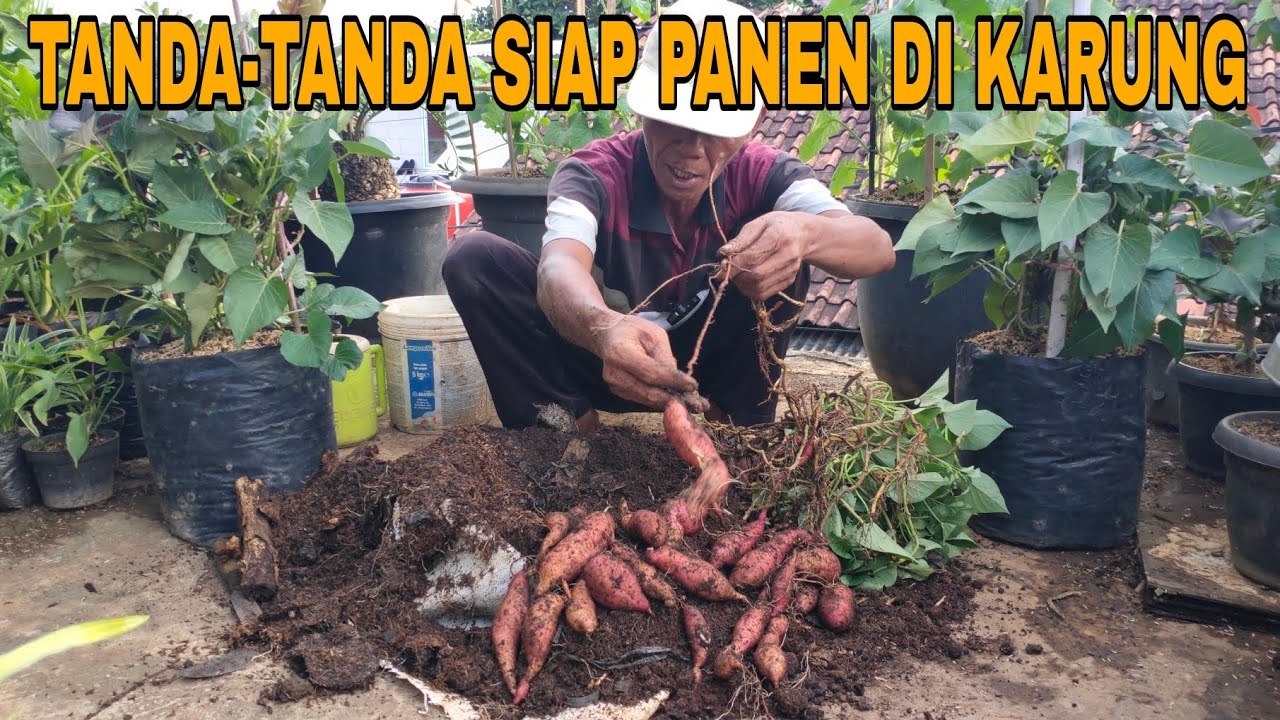 WAKTUNYA PANEN UBI JALAR PINK DI KARUNG !! - YouTube