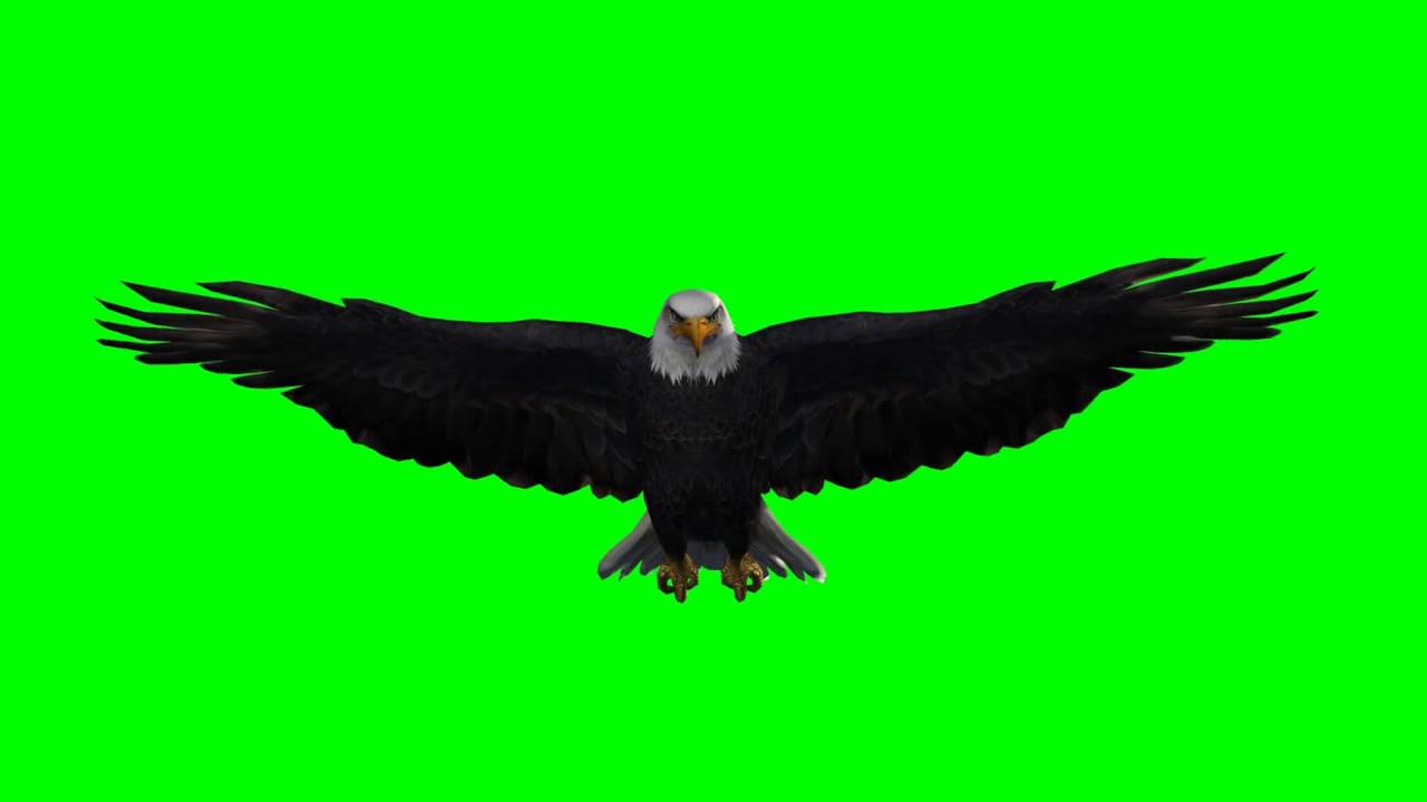 EAGLE_FLYING_5_green screen footage hd - YouTube