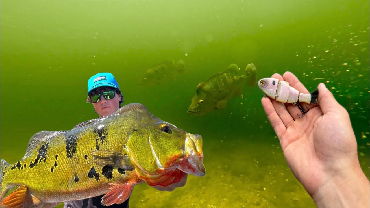 INSANE PEACOCK BASS FISHING In SOUTH FLORIDA! (Underwater footage ...