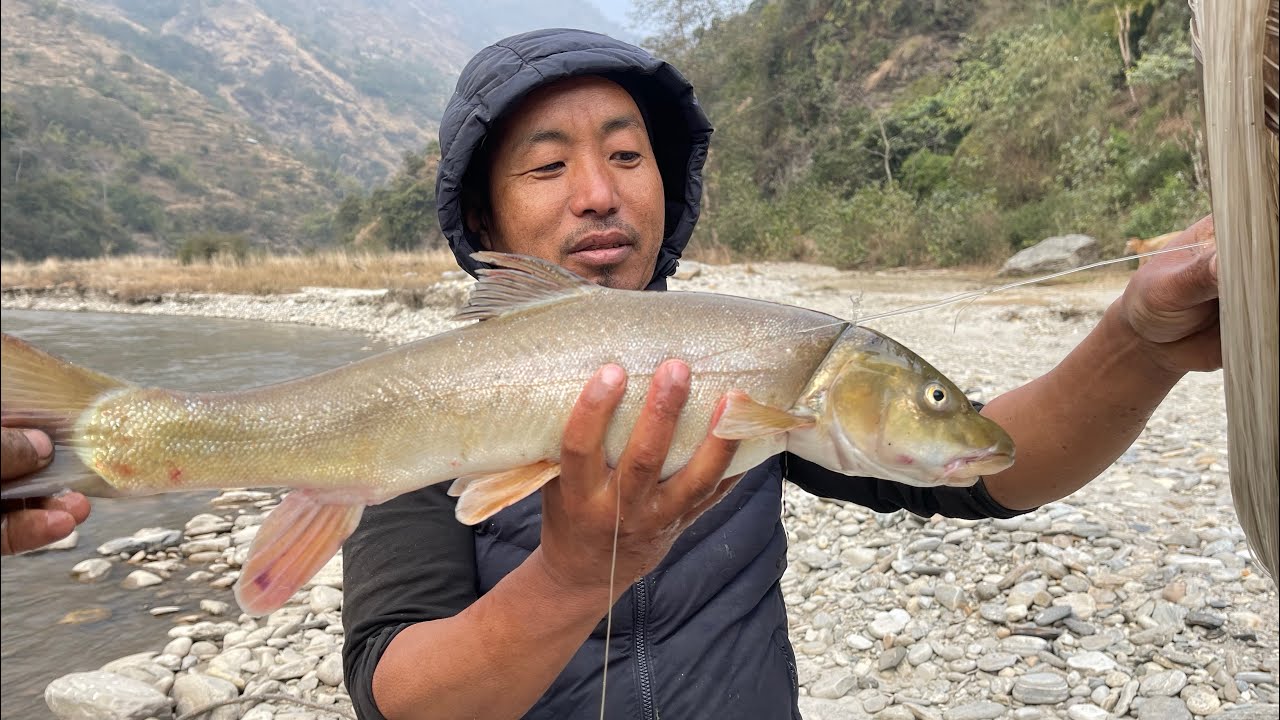 Catching Big Himalayan trout by gill net! फासी जालमा १ धार्नीको चुचे ...