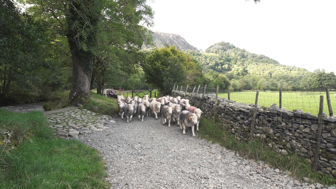 Herdwick Farming in the Lake District - YouTube