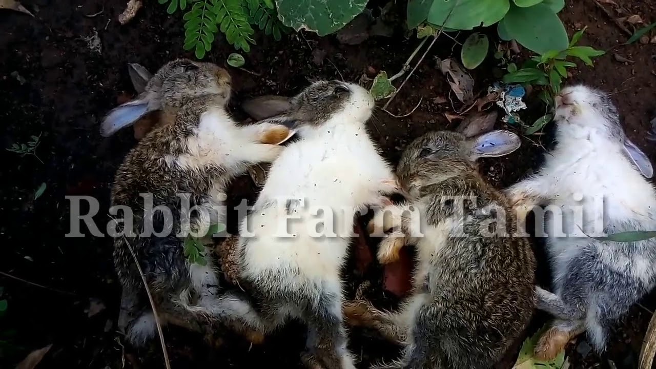 Rabbit unsafe foods - YouTube