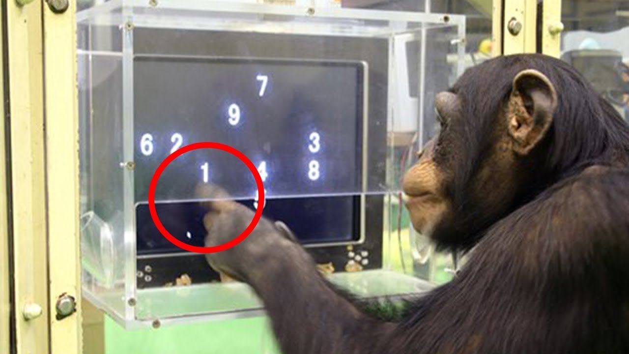 Affen werden zu 100 % immer intelligenter - 10 gruselige und ...