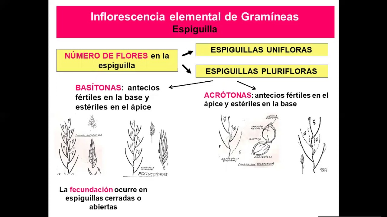 Teórico 7 Espiguilla Flor - YouTube