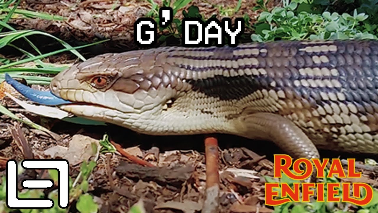 Bluey, Blue Tongue Lizard - Royal Enfield Himalayan - YouTube