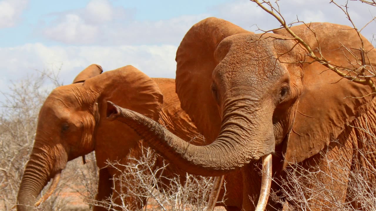 Elephant Trunk Noise Sound Effect - YouTube