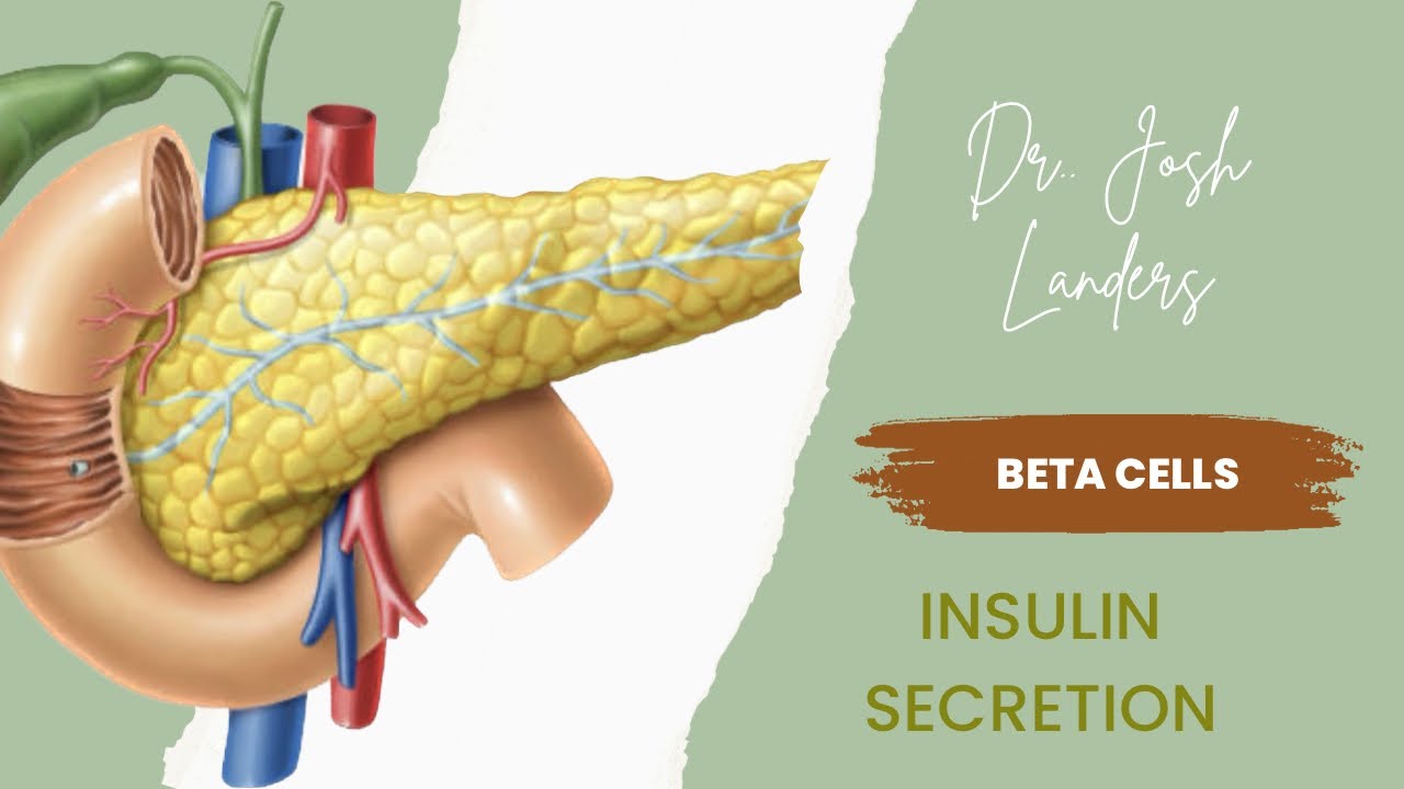 Insulin Secretion from Beta Cells - YouTube