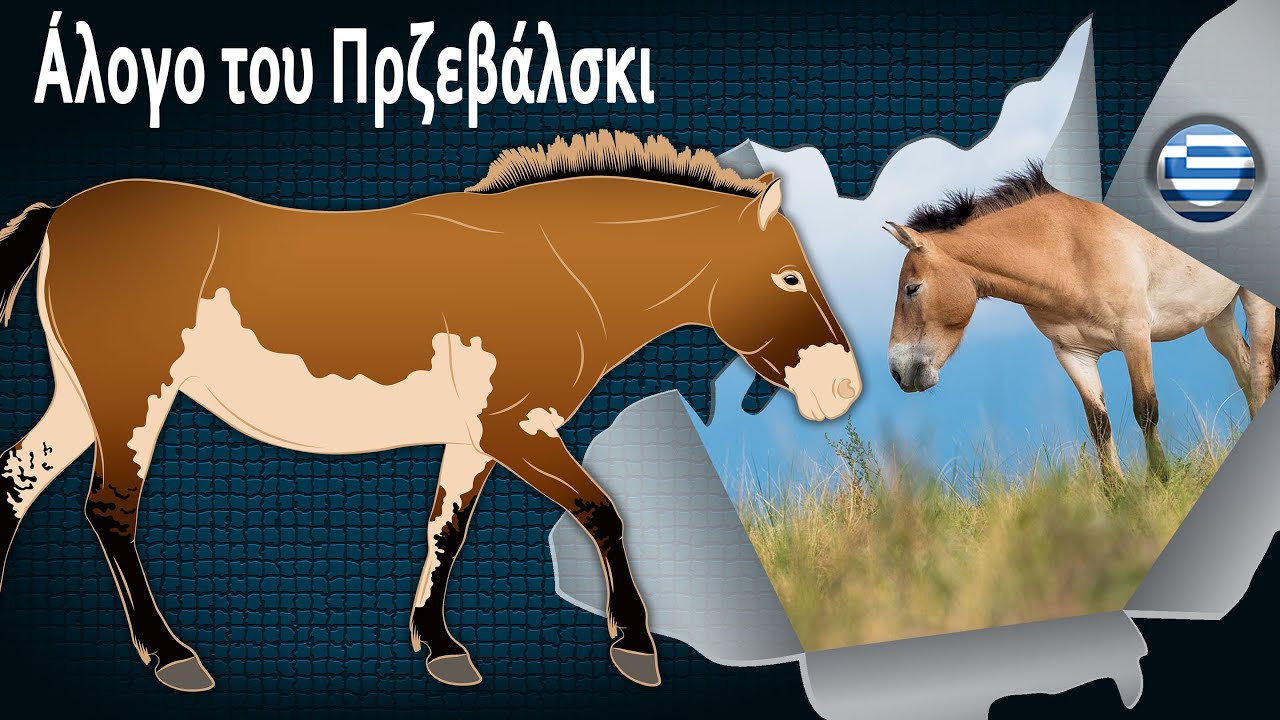 Áλογο του Πρζεβάλσκι, ο γηραιότερος πληθυσμός άγριων αλόγων στον κόσμο ...