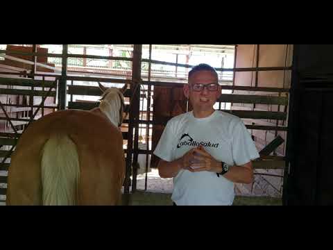 Yegua de celos largos y orinan color lechoso periodos entre celos cortos #DiagnosticoRodriguero
