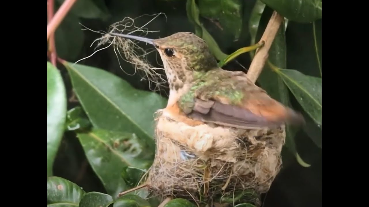 Hummingbird nest building - Day #3 - YouTube