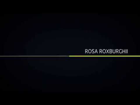 The Secret of Longevity By Dr.Jason Harcup - YouTube