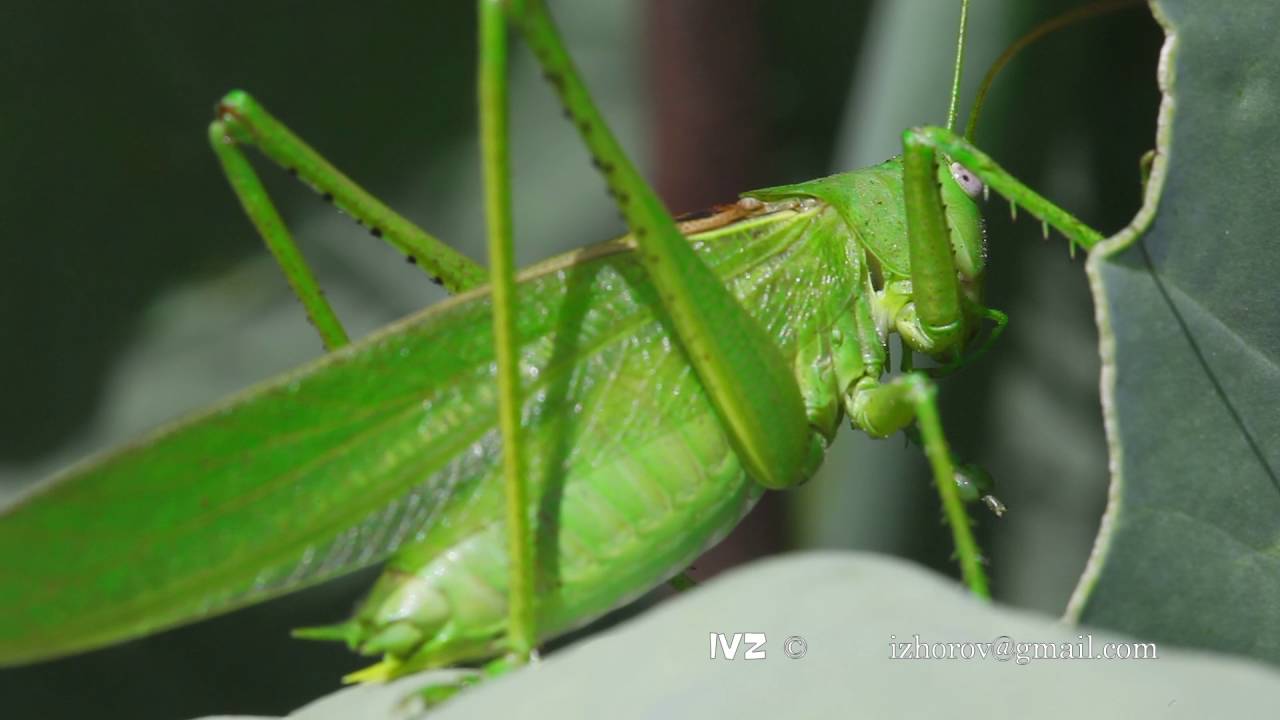 Big Green locust close-up - YouTube