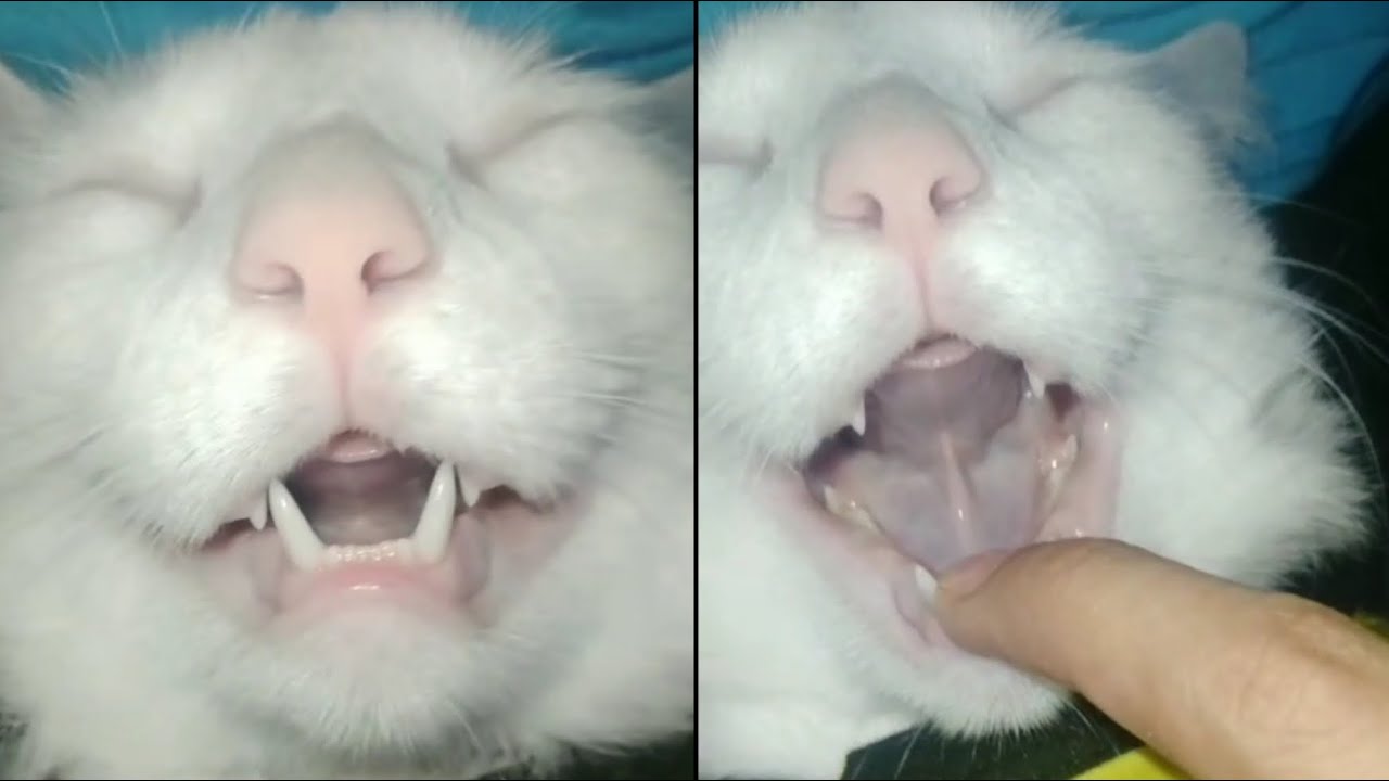 Cat Caught Mewing - YouTube