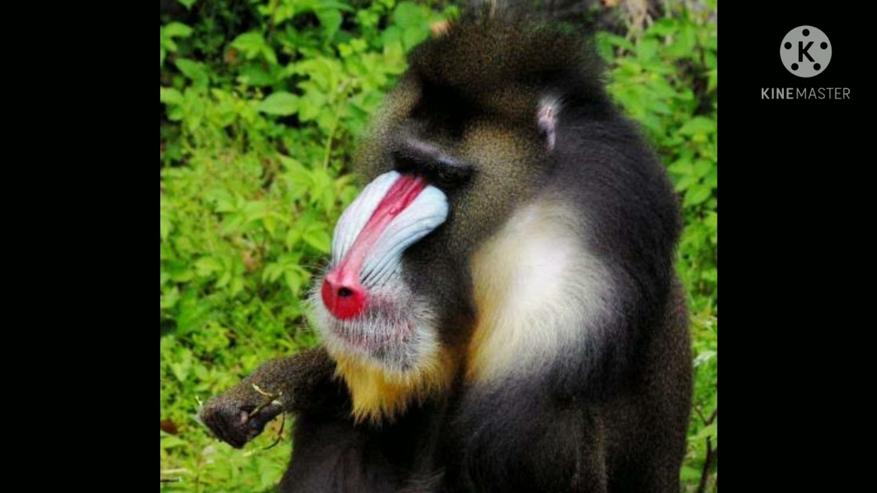 animais do Gabão - YouTube