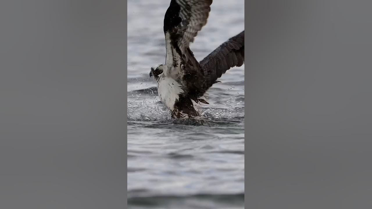Tattered Tail Feathers Are The Norm When Osprey Try To Get Big Kokanee Salmon Into The Air Youtube