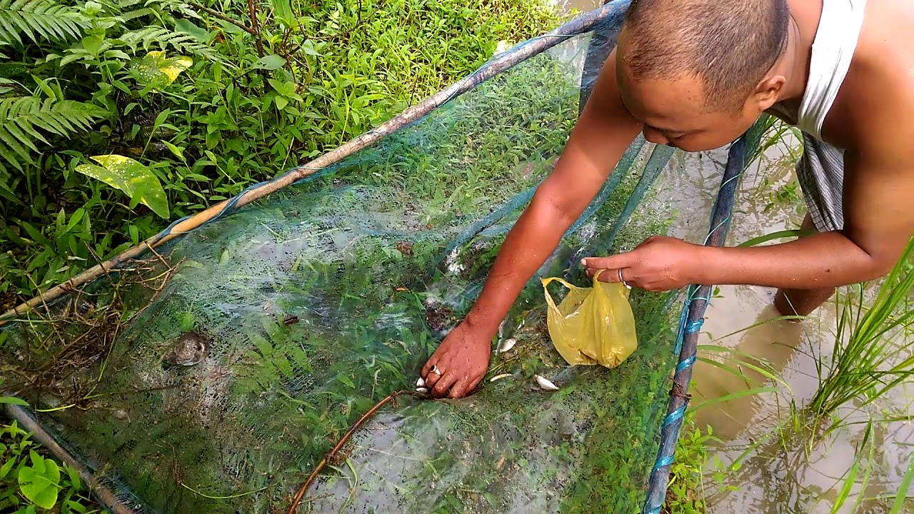 Paddy fishing in Sivsagar - YouTube