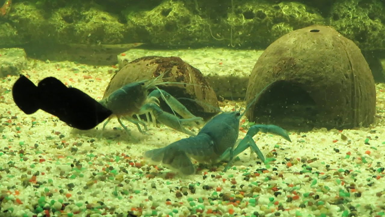 Procambarus alleni blauer Floridakrebs bei der Paarung - YouTube