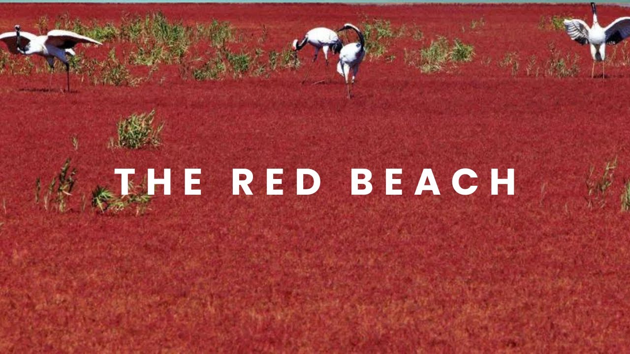 The strangest beach in the world: The Red Beach in China - YouTube