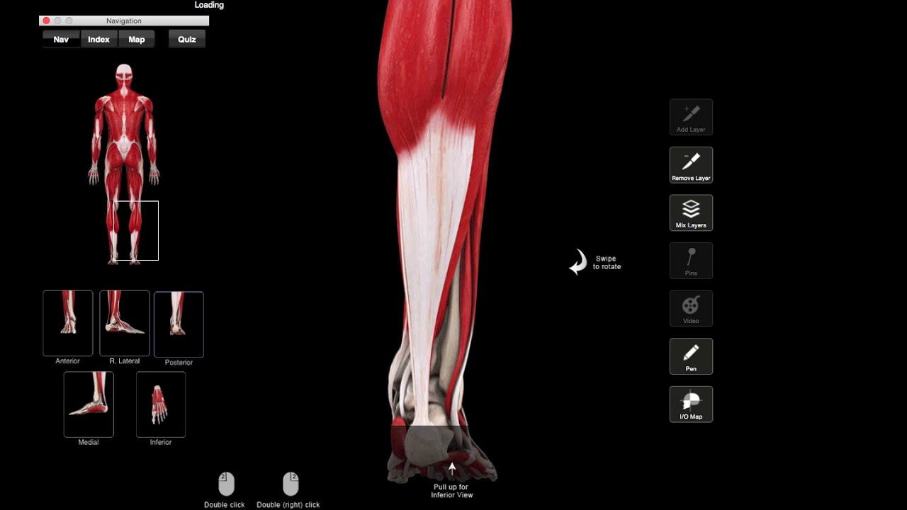 Kuitspier (m.gastronemius) - YouTube