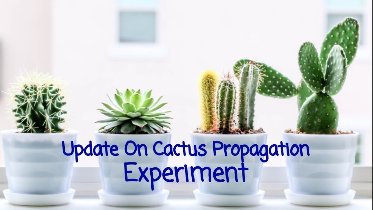 Cactus Propagation experiment update after 5days - YouTube