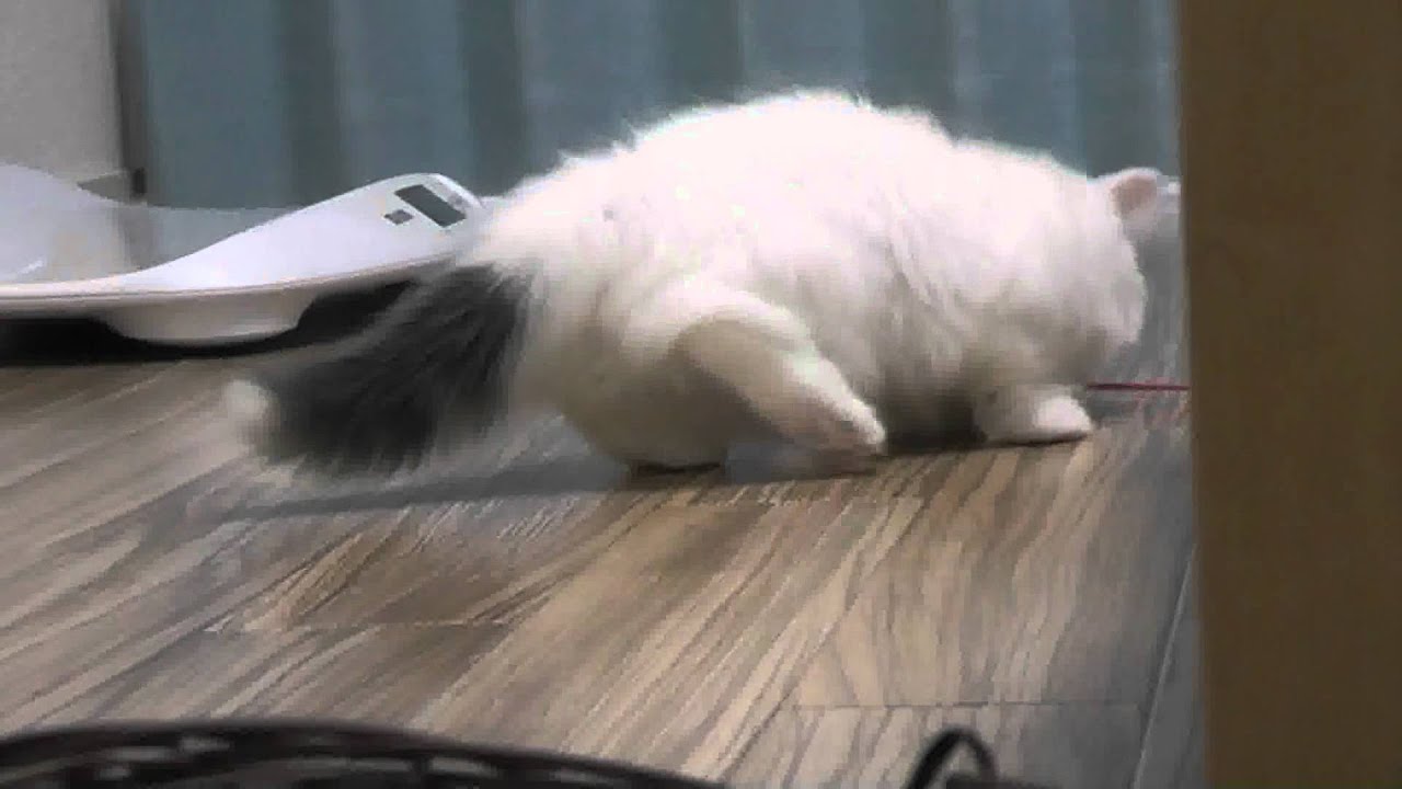 ま～わる～ま～わる～よ (Turn Round and Round) - YouTube