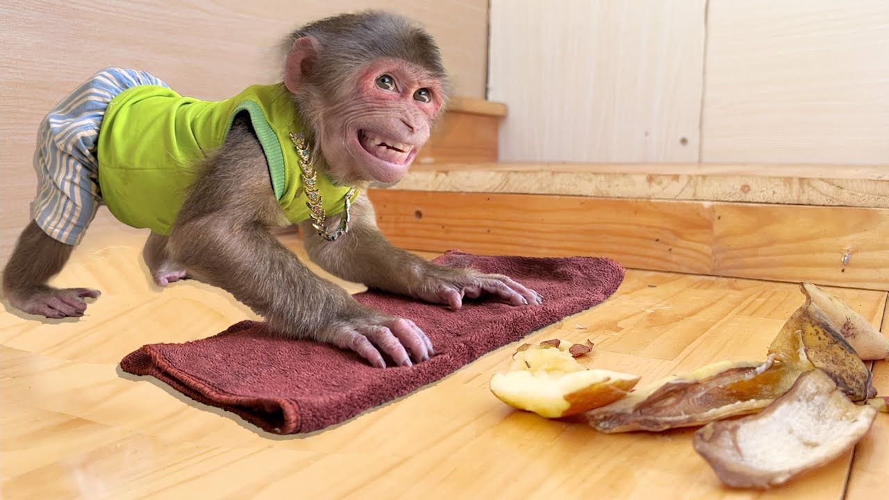 Surprise! Smart monkey MAX grown up and can clean house by himself ...