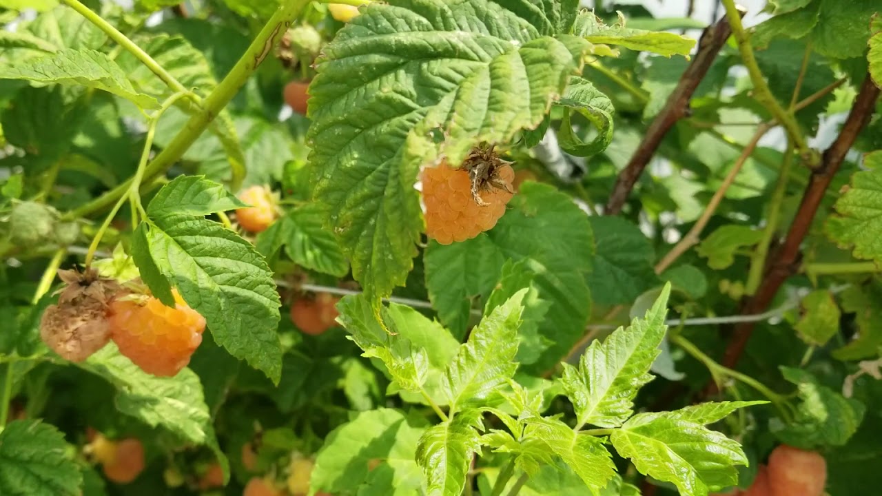 Honey Queen Raspberry with Yellow Berry in Edmonton Backyard - YouTube