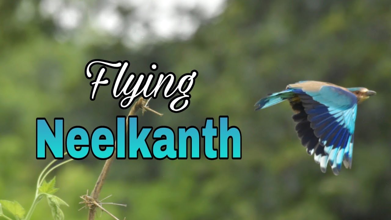 Udta hua neelkanth | Indian Roller Bird Flying - YouTube