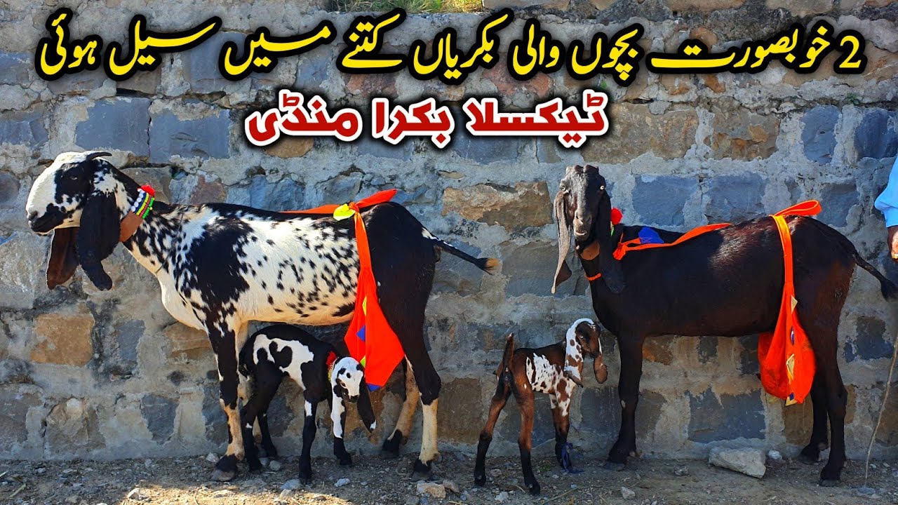 2 Goats Sold Desi Dogli Makhi Cheeni Sindhi Bakriyan | Taxila Bakra ...