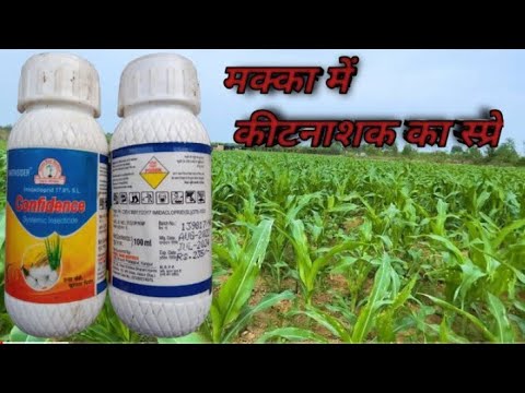 मक्का में कीटनाशक का प्रयोग(makka mein kitnashak ka prayog) (किसानों का ...