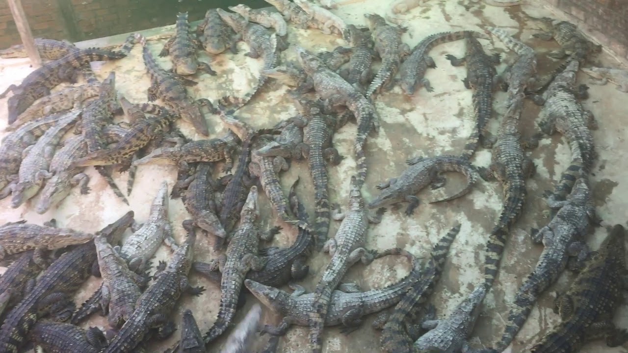 Crocodile Running - YouTube