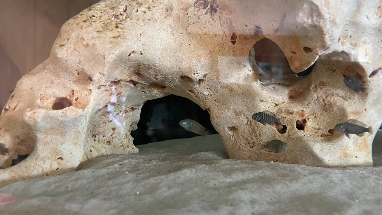 125 gal Tropheus Cherry Spot “Bulu Point” - YouTube