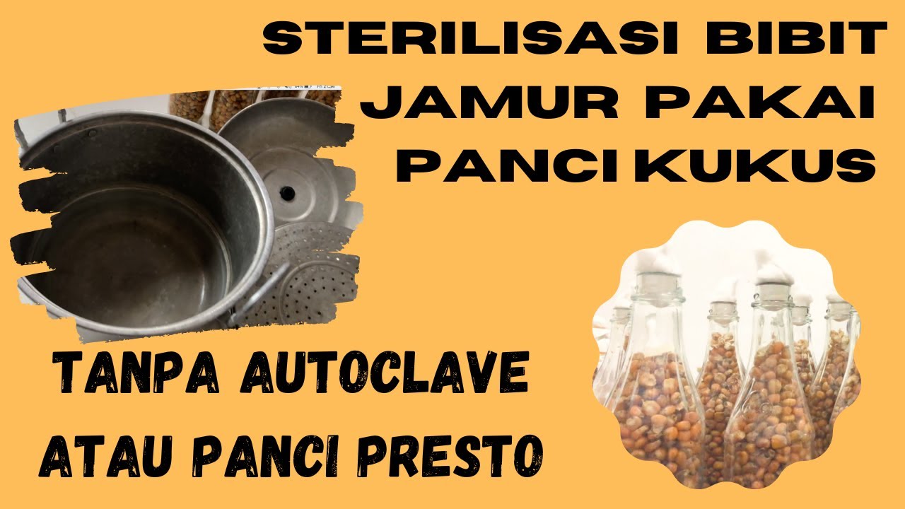 Cara Sterilisasi Jagung Dalam Pembuatan Bibit Jamur Tanpa Menggunakan