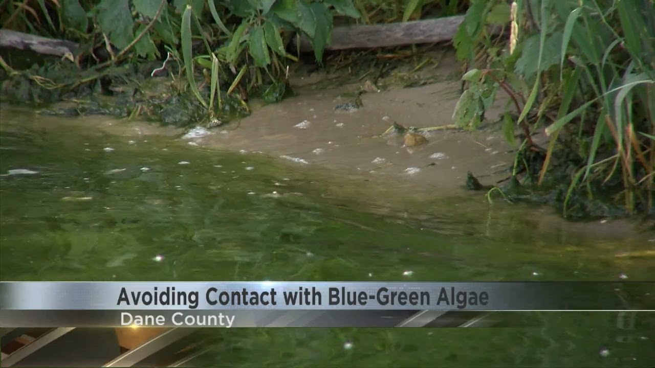 Public Health: Identifying blue-green algae, what to do if you come in ...