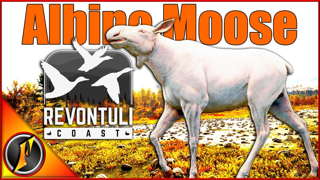 Albino Moose in Upland Country on Revontuli Coast! - YouTube