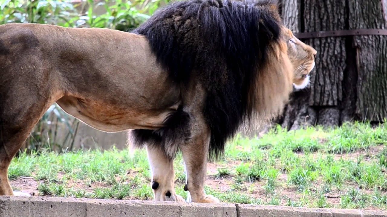 Lion roaring - YouTube