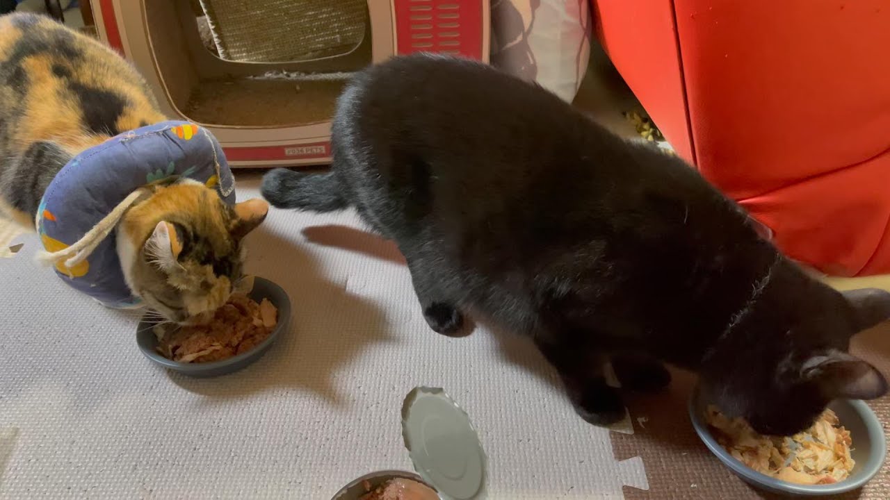 Cats eating side by side【Terrace and Stella】 - YouTube