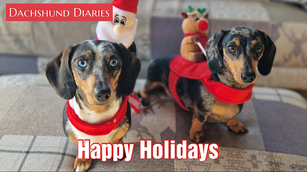 Mini Dapple Dachshund December Fun | Heavy Frost, Beautiful Countryside ...