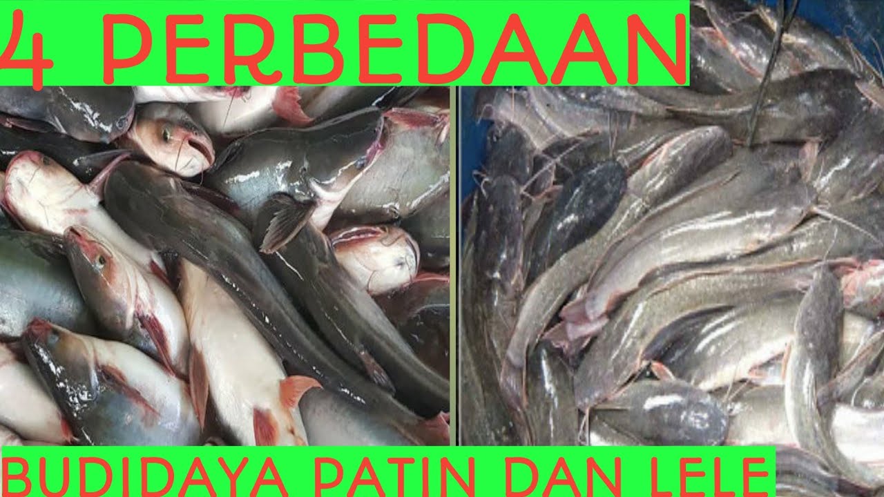 BUDIDAYA PATIN VS BUDIDAYA LELE-Perbedaan Budidaya Patin Dan Budidaya ...